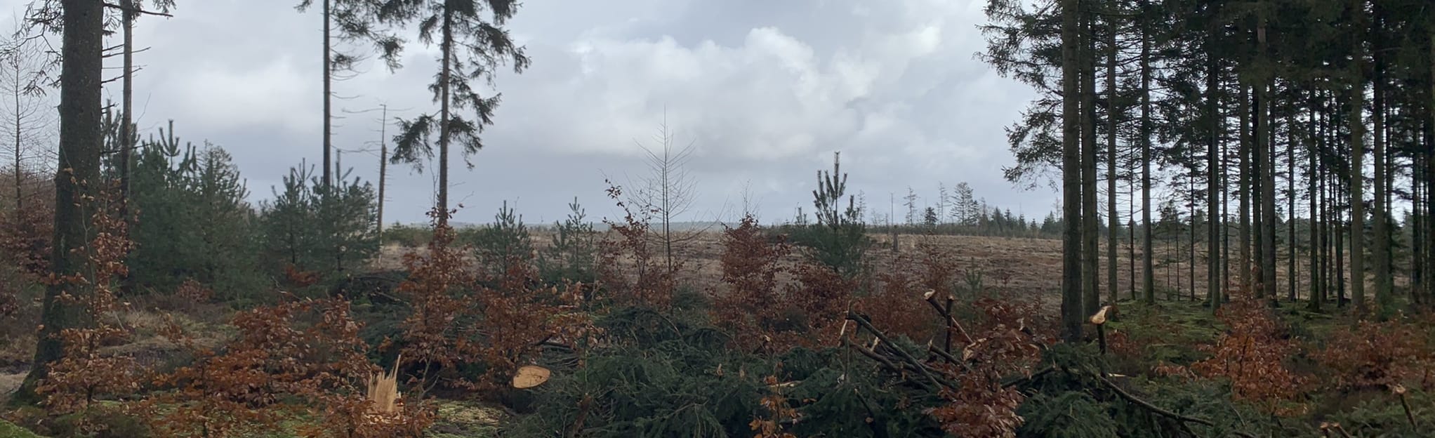 Ikast - Høgildgård Plantage: 4 Photos - Central Denmark, Denmark ...