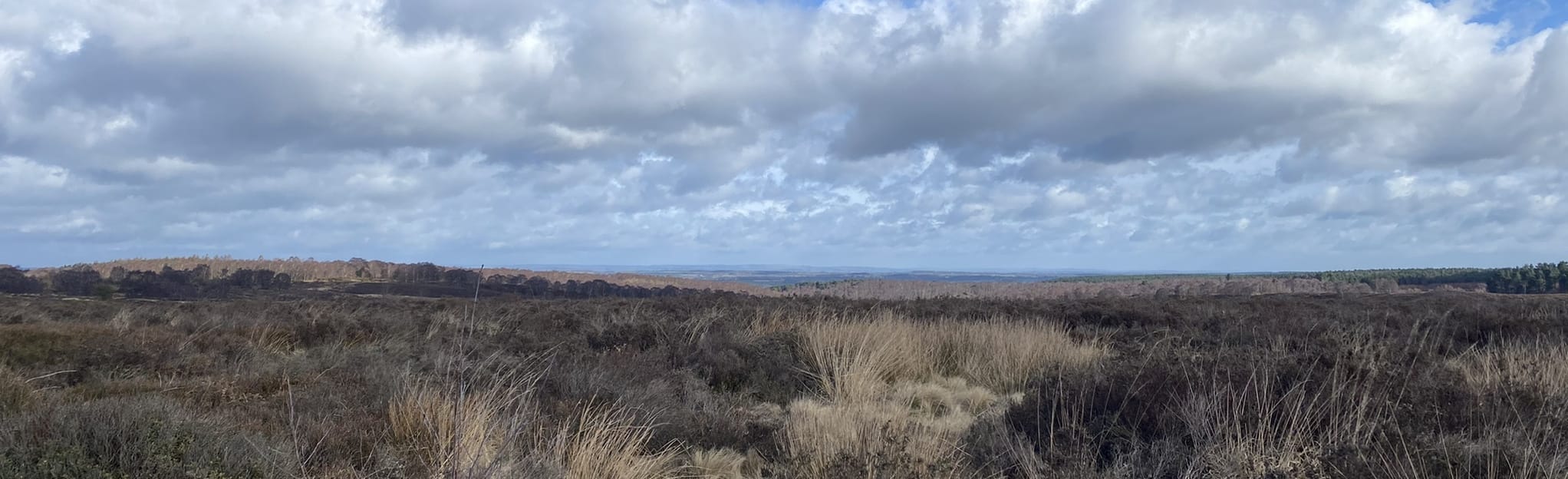 Cannock Chase and Chase Road Circular - Staffordshire, England | AllTrails