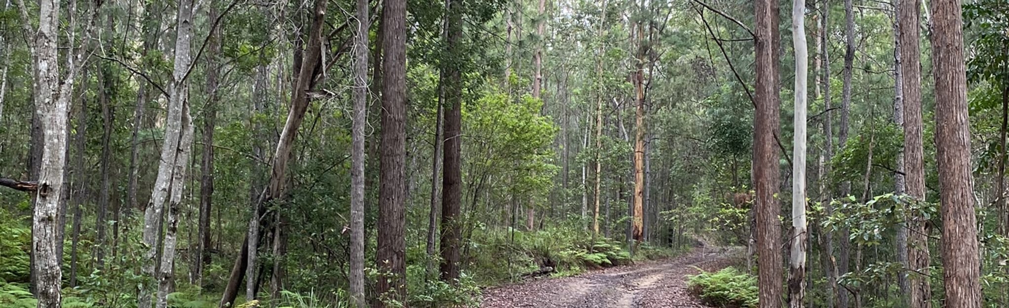 Old Wamuran Rail Trail - Queensland, Australia | AllTrails
