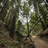 Tres Sendas Trail, California - 254 Reviews, Map | AllTrails