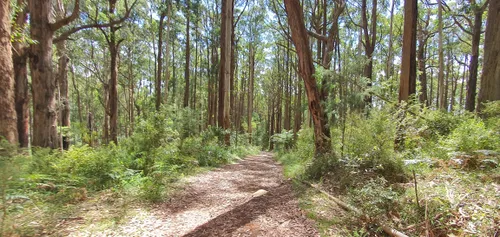 10 Best Trails and Hikes in Silvan | AllTrails