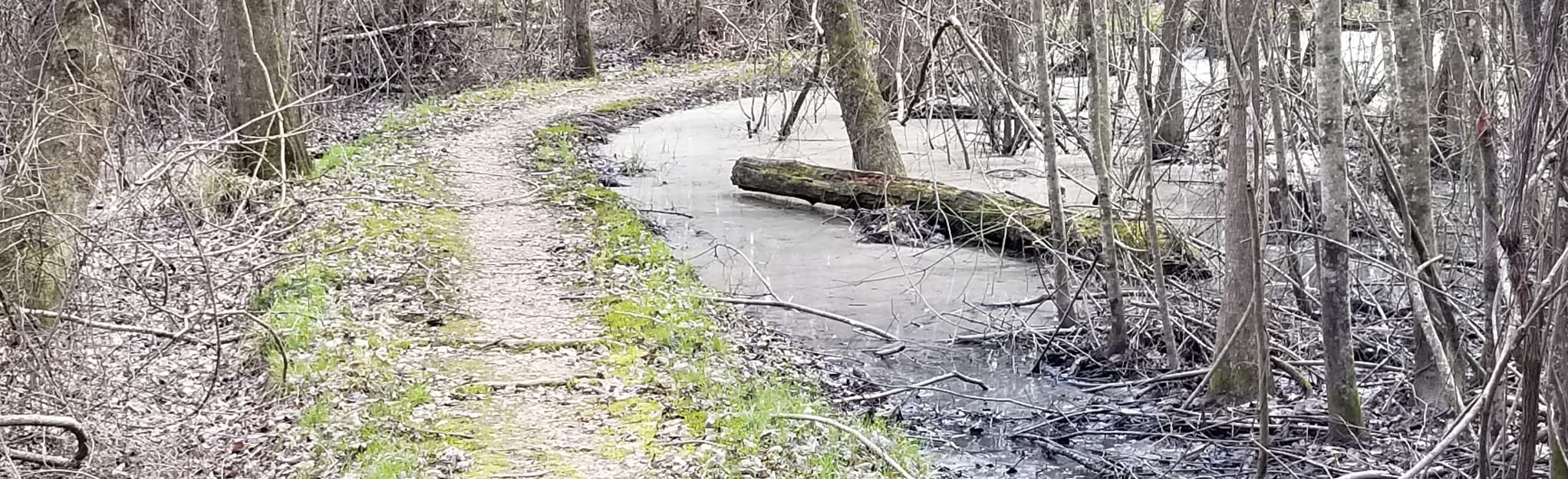 Cole Creek Swamp, Mississippi - 9 Reviews, Map | AllTrails