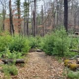 Cook Trail, Pennsylvania - 162 Reviews, Map | AllTrails