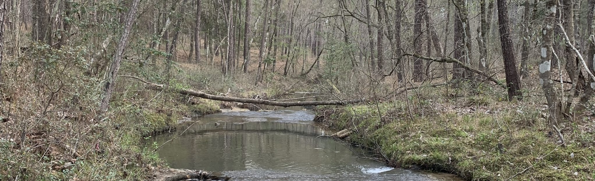 Sawmill Hiking Trail, Texas - 322 Reviews, Map | AllTrails