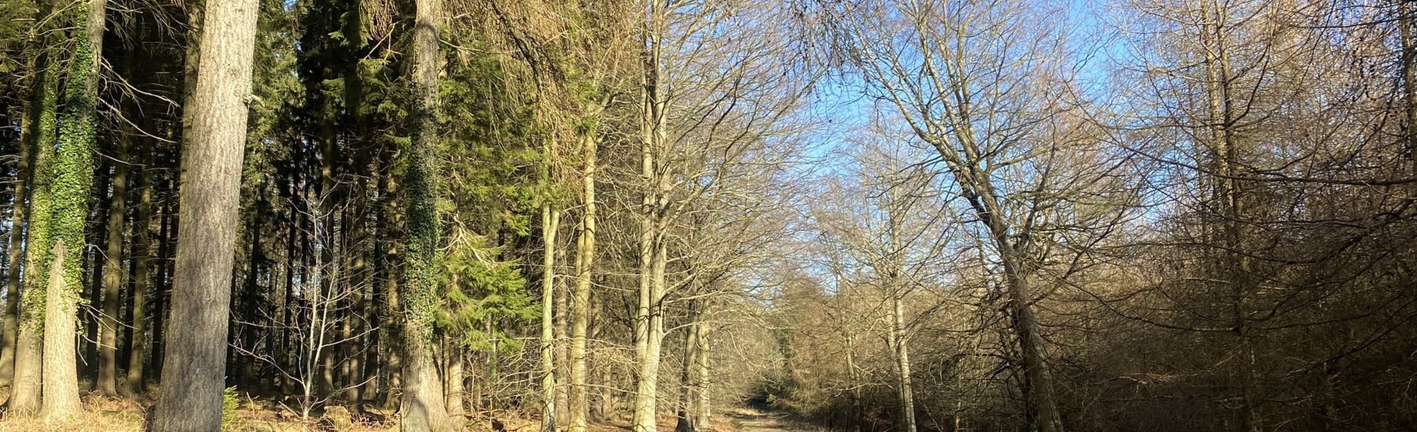 Forest of Dean Railway Trail and Mineral Loop: 21 Reviews, Map ...