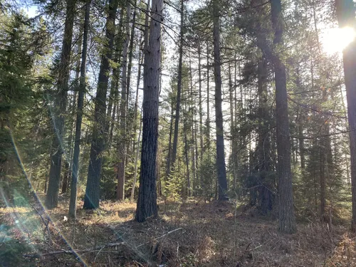 Best Hikes and Trails in Hartwick Pines State Park | AllTrails