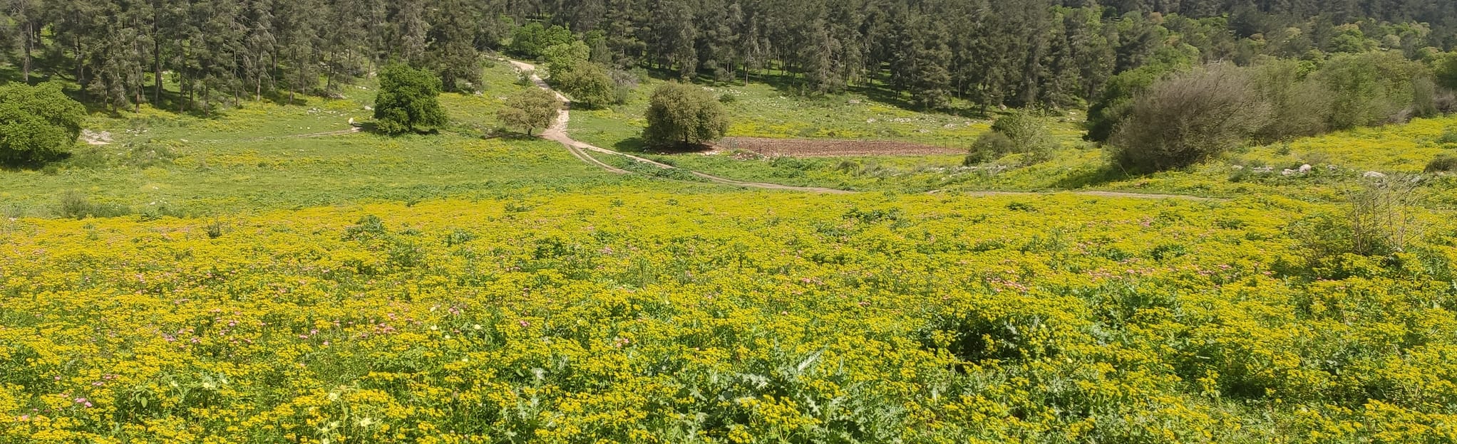 Qiryat Bialik and Alon Hagail Bike Loop - Haifa, Israel | AllTrails
