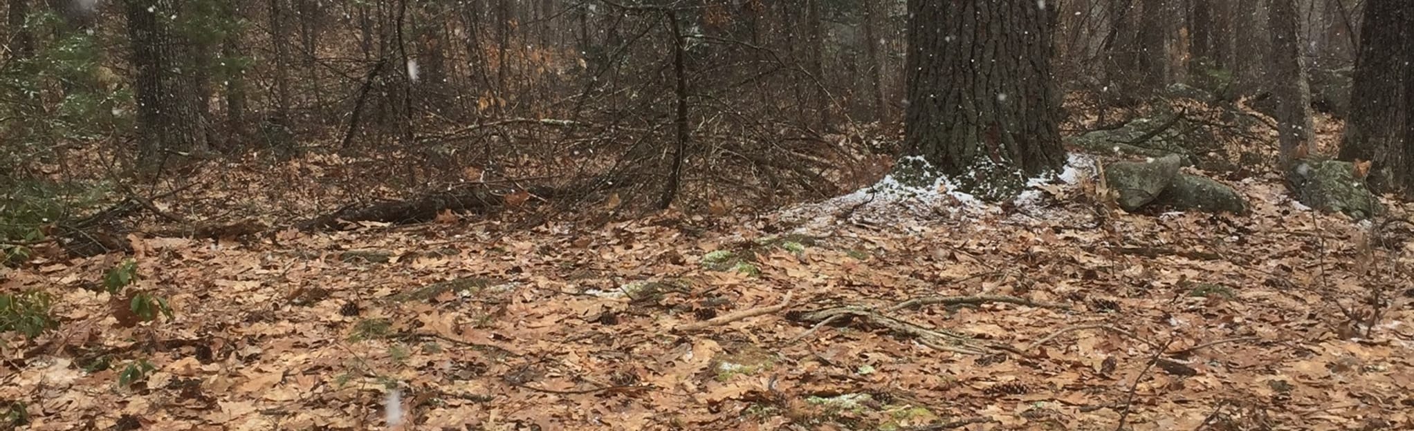 Hickory Hills Blue Trail Yellow Trail Loop | Map, Guide - Massachusetts ...