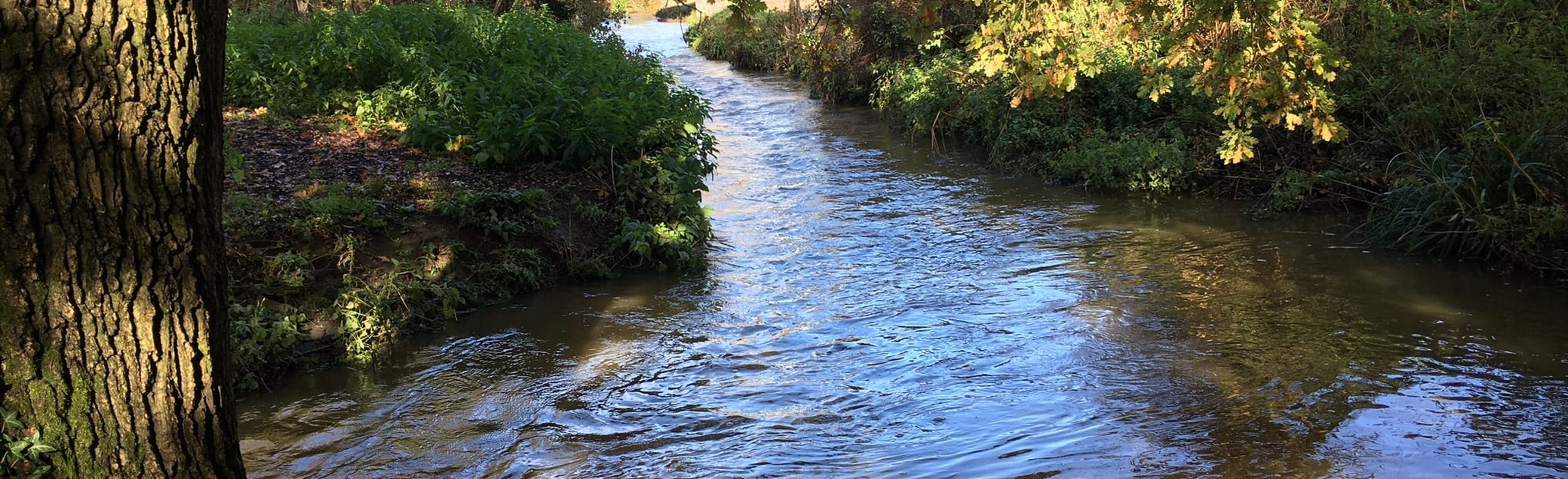 The Four Ruislip Woods, London, England - 128 Reviews, Map | AllTrails