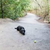 Colliery Dam Loop, British Columbia, Canada - 345 Reviews, Map | AllTrails