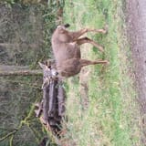 Lake Youngs, Washington - 338 Reviews, Map | AllTrails