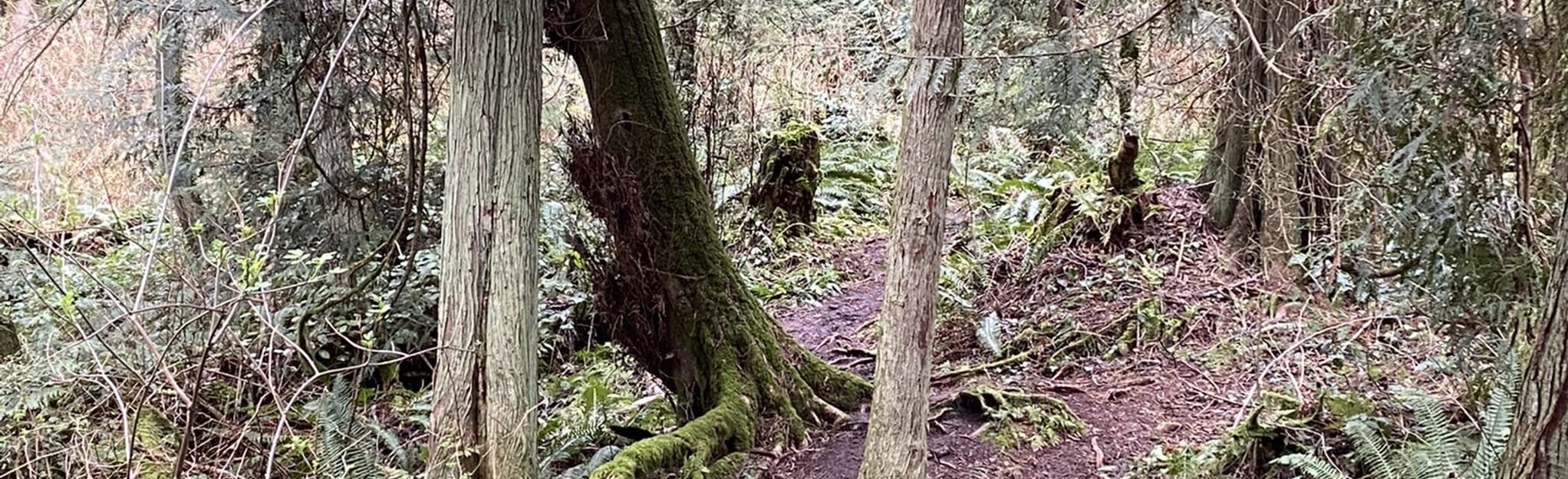 AllTrails | Southwest County Olympic Historical Loop: 131 Reviews, Map ...