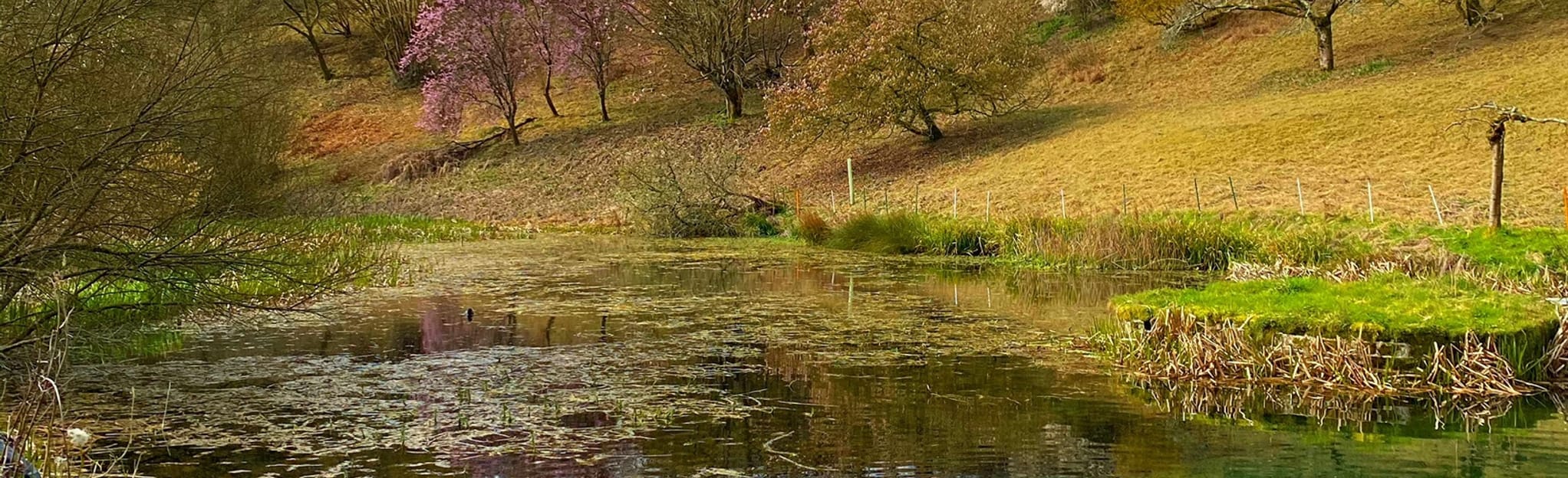 Duncton Mill Circular, West Sussex, England - 38 Reviews, Map | AllTrails