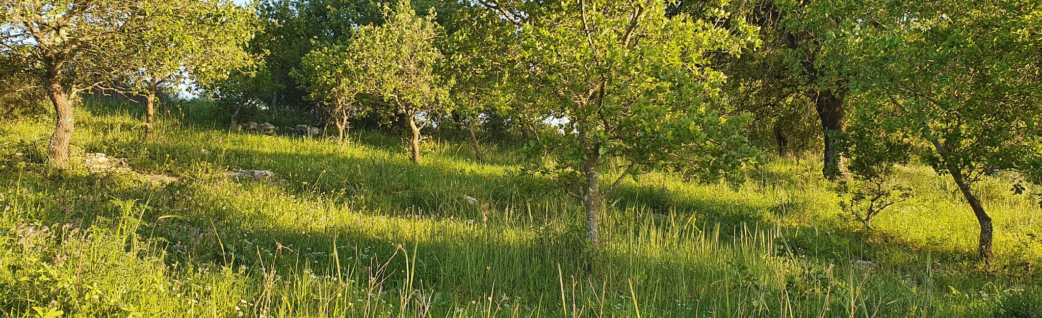 Tzipori, Ata Forest and Alon HaGalil: 1 Reviews, Map - Haifa, Israel ...