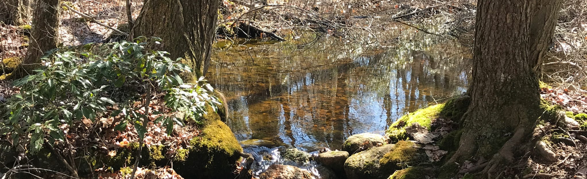 Laurel Loop Trail: 298 Reviews, Map - Connecticut | AllTrails