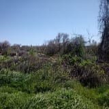 American River Bike Trail (Jedediah Smith Memorial Trail), California ...
