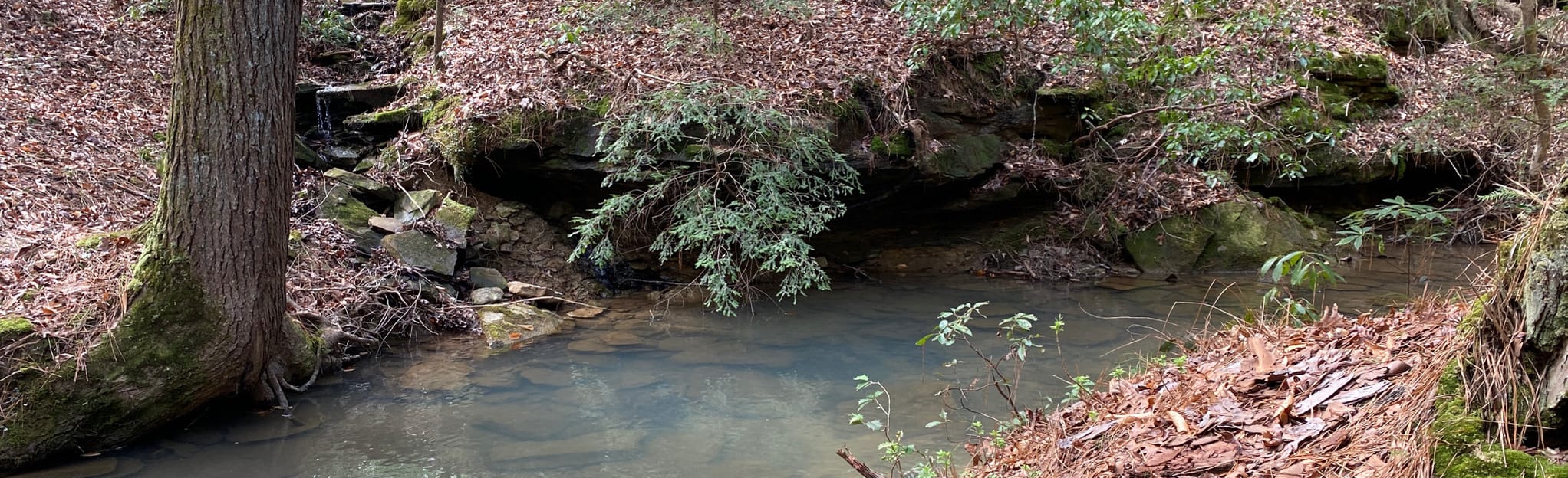 Brushy Creek Horse Loop, Alabama - 54 Reviews, Map | AllTrails