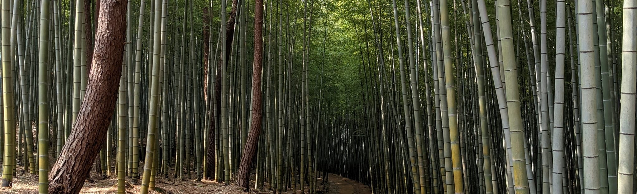 Ahopsan Forest, Busan, South Korea - 13 Reviews, Map | AllTrails