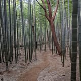 Ahopsan Forest, Busan, South Korea - 22 Reviews, Map | AllTrails