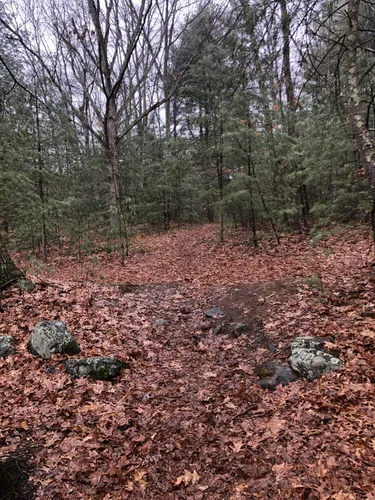 Best Hikes and Trails in Wetherbee Conservation Land | AllTrails