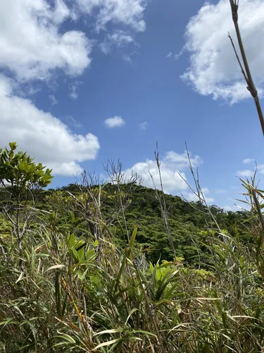 10 Best Hikes and Trails in Yambaru National Park | AllTrails