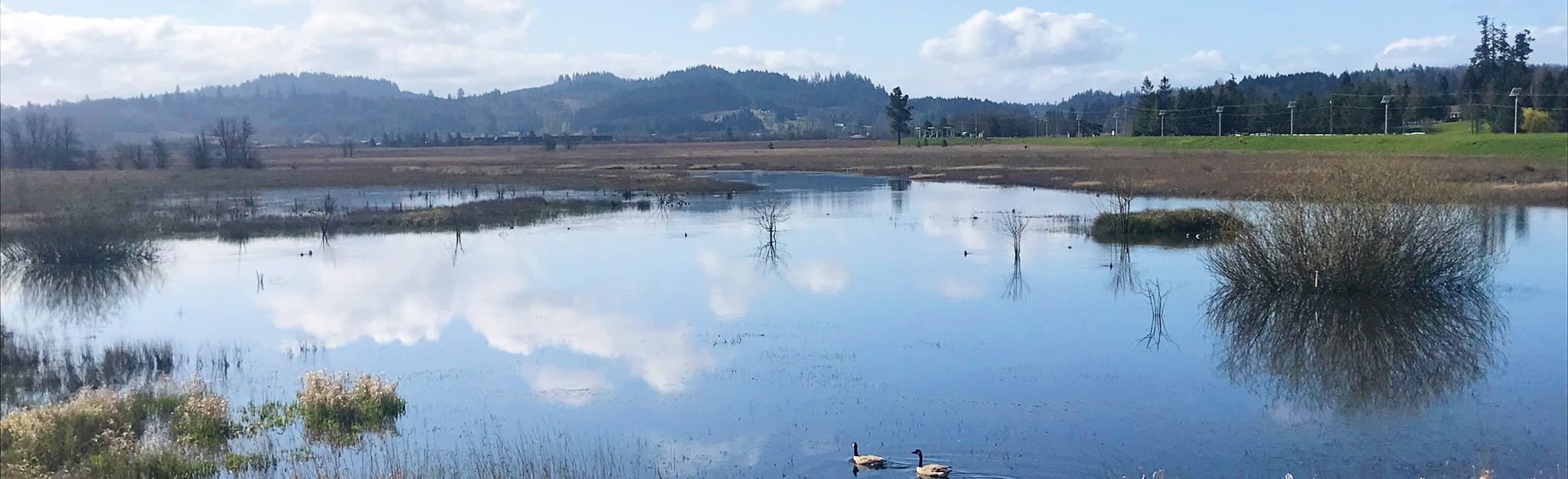 Fern Ridge Path, Oregon - 143 Reviews, Map | AllTrails