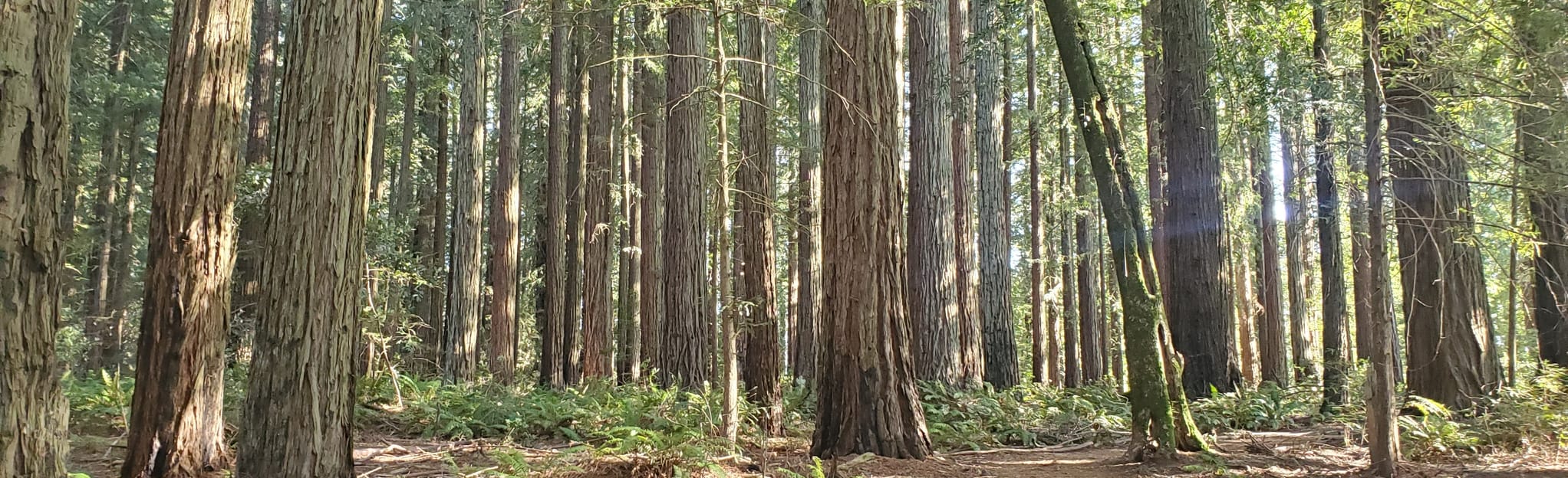 Grove of the Old Trees, California - 195 Reviews, Map | AllTrails