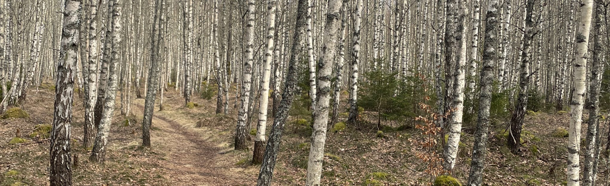 Helgö Loop, Kronoberg, Sweden - 34 Reviews, Map | AllTrails