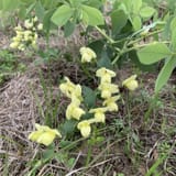 Lake Bryan Trail, Texas - 247 Reviews, Map | AllTrails