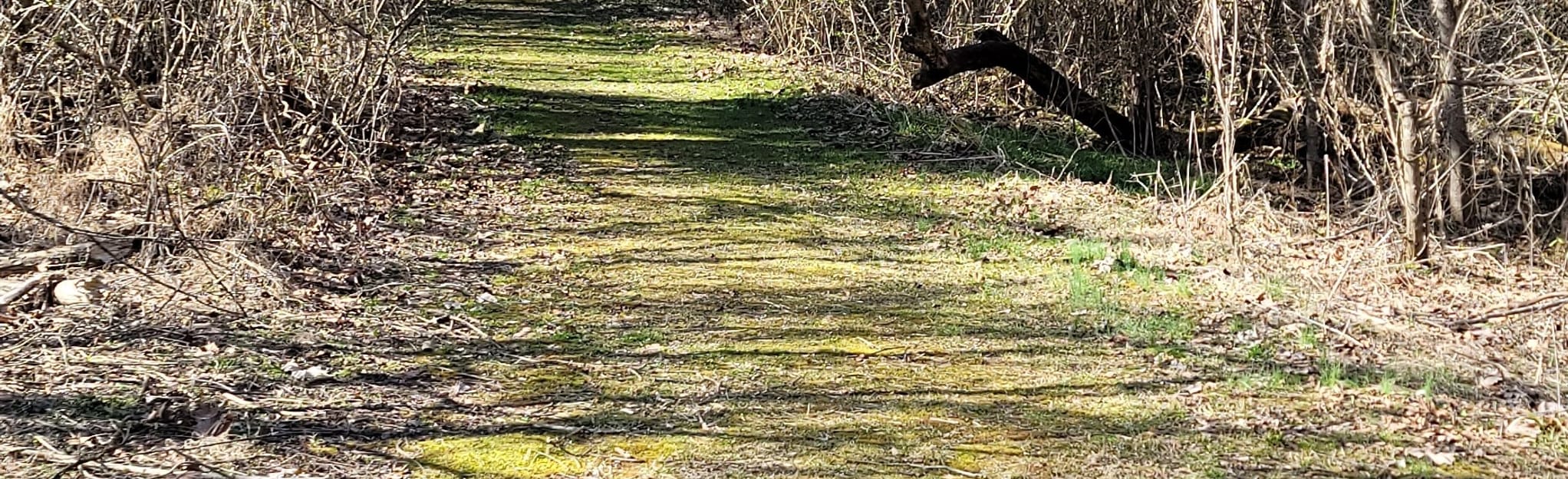 Wilson Park Trails, Tennessee - 10 Reviews, Map | AllTrails