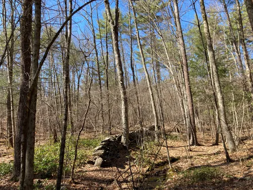 10 Best Hikes and Trails in Mount Toby State Forest | AllTrails