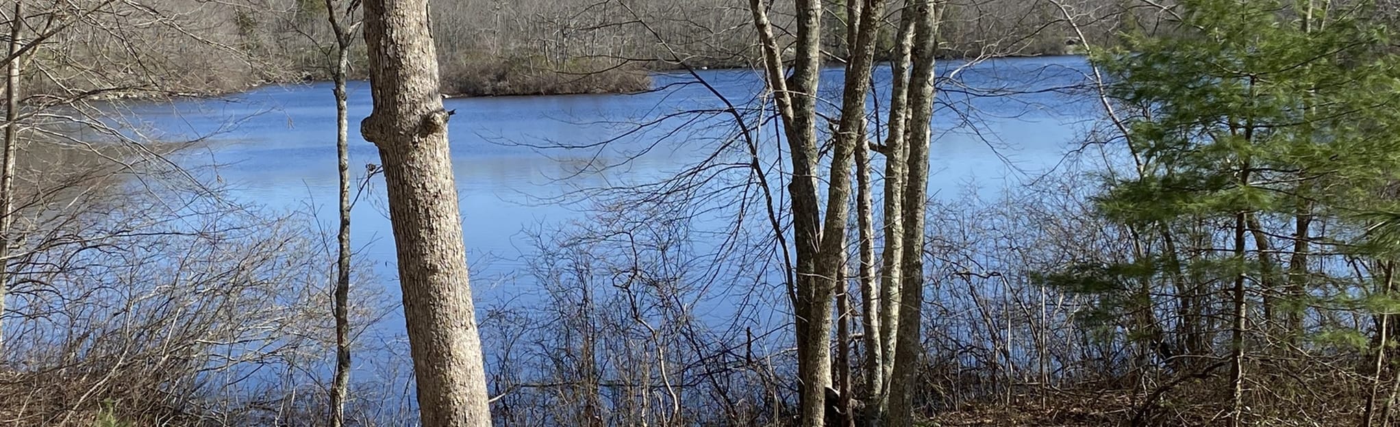 Nehantic and Laurel Loop Trails - Connecticut | AllTrails