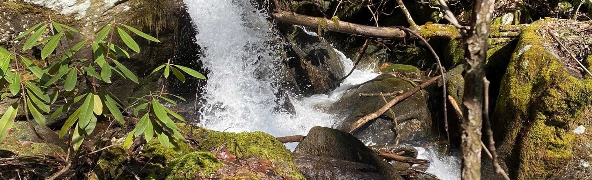 Fall Branch Waterfall, Georgia - 8 Reviews, Map | AllTrails
