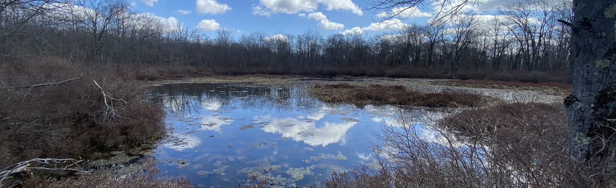 Pinchot Trail - North, Pennsylvania - 286 Reviews, Map | AllTrails