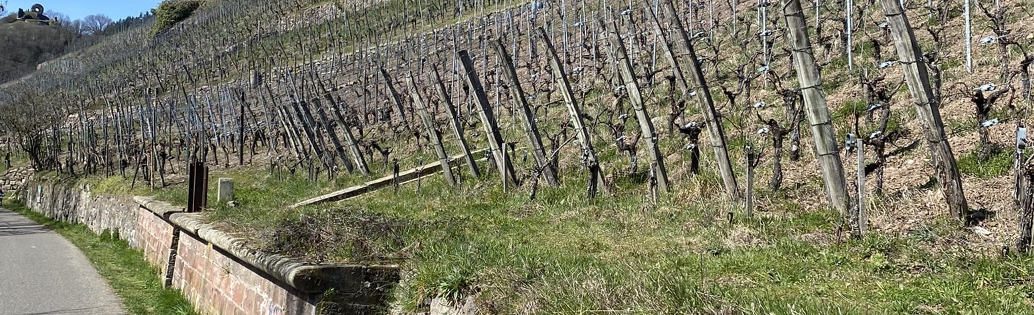 Rangen Wine Trail: 37 Reviews, Map - Haut-Rhin, France | AllTrails