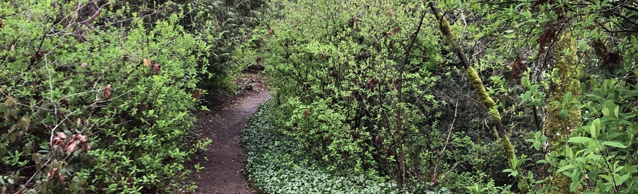 Ravenna Park Loop Trail, Washington - 442 Reviews, Map | AllTrails