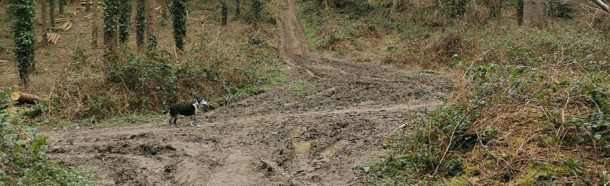 Ladock Woods Circular: 33 Reviews, Map - Cornwall, England | AllTrails