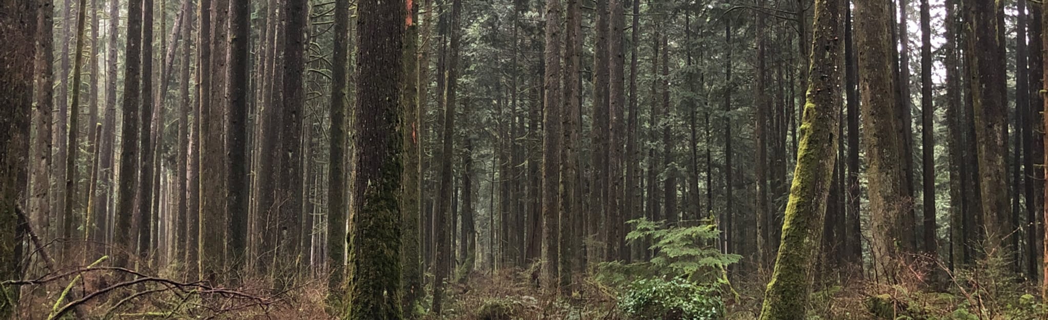 Mike Falls: 102 Reviews, Map - British Columbia, Canada | AllTrails