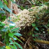 Whipstick Loop Walk, Victoria, Australia - 173 Reviews, Map | AllTrails