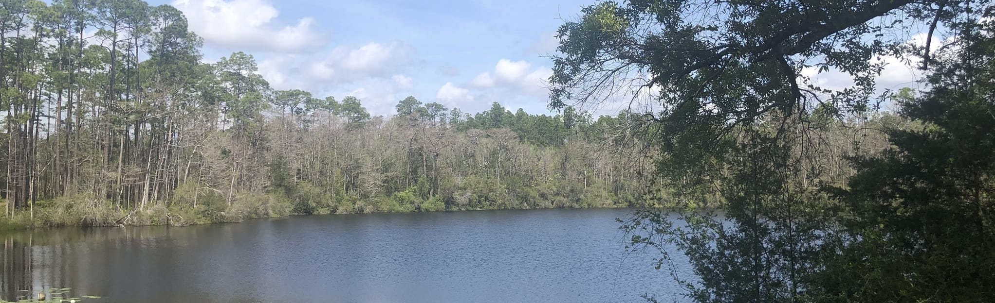 Wright Lake White Trail: 13 Reviews, Map - Florida | AllTrails