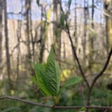 Four County Point Trail, Oregon - 116 Reviews, Map | AllTrails