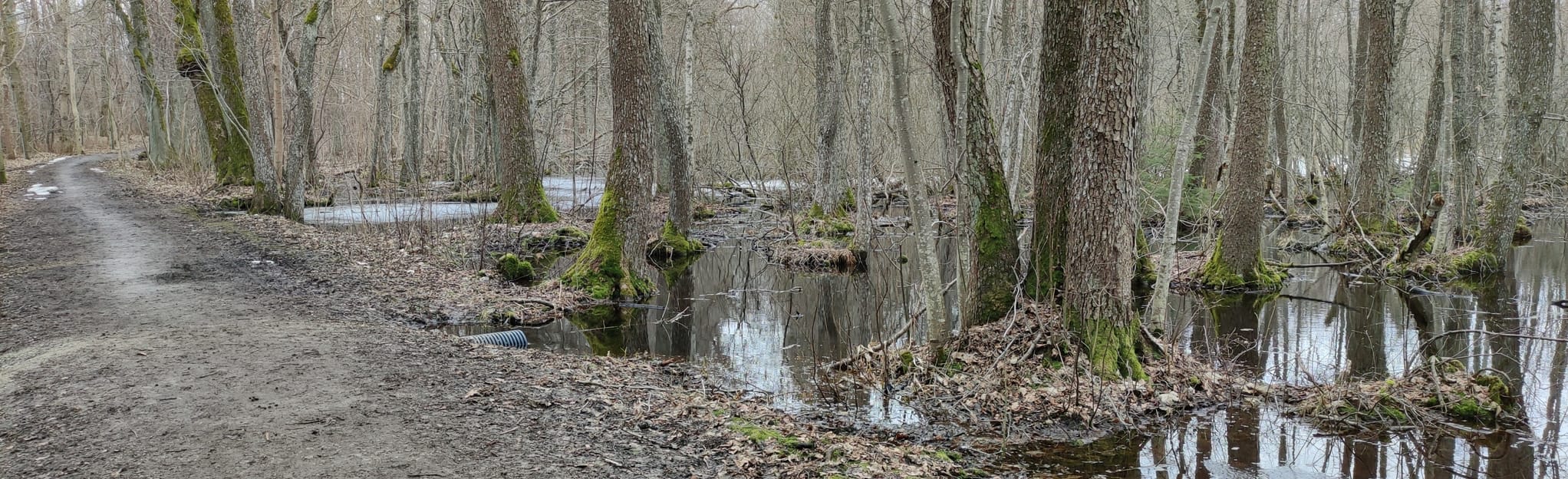 Harku metsa loodusrada: 24 foto's - Harjumaa, Estland | Wandelen ...