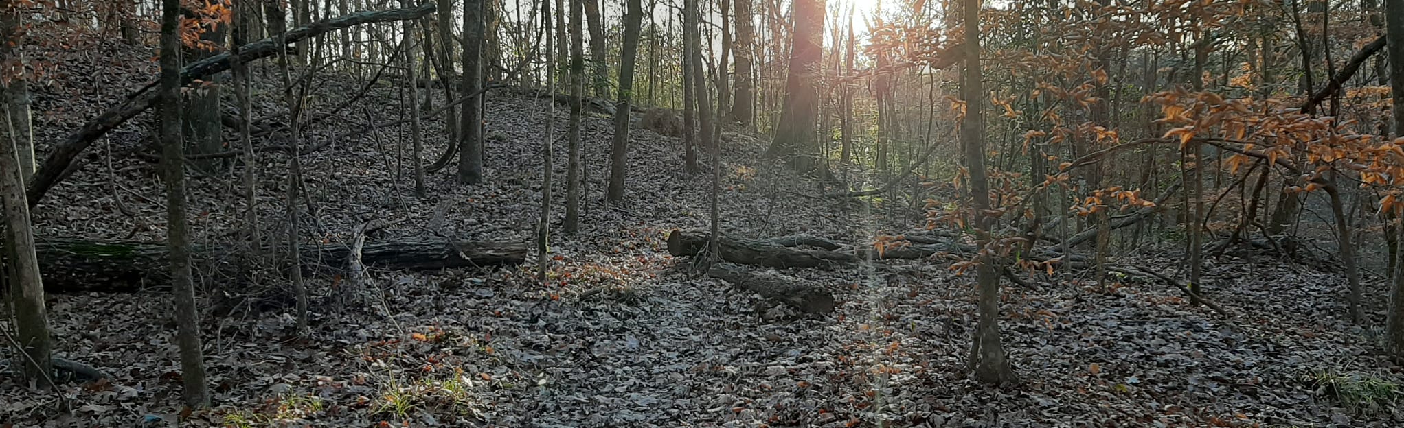 Montezuma Bluffs Trail, Georgia - 5 Reviews, Map | AllTrails