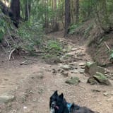 Tres Sendas Trail, California - 279 Reviews, Map | AllTrails