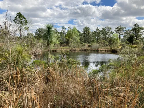 Best Walking Trails in Hal Scott Preserve | AllTrails