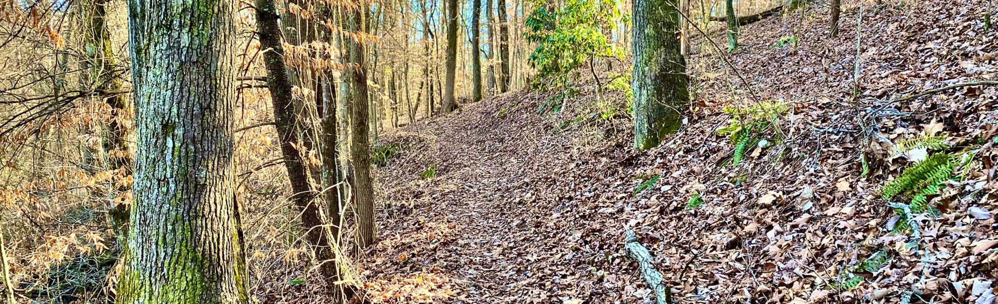 Rockwood Forest Loop, Tennessee - 125 Reviews, Map | AllTrails