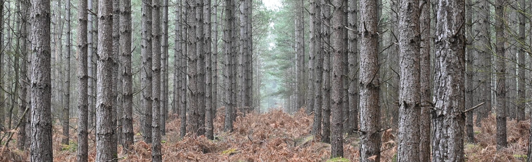 Hurn Forest Stroll: 27 Reviews, Map - Dorset, England | AllTrails