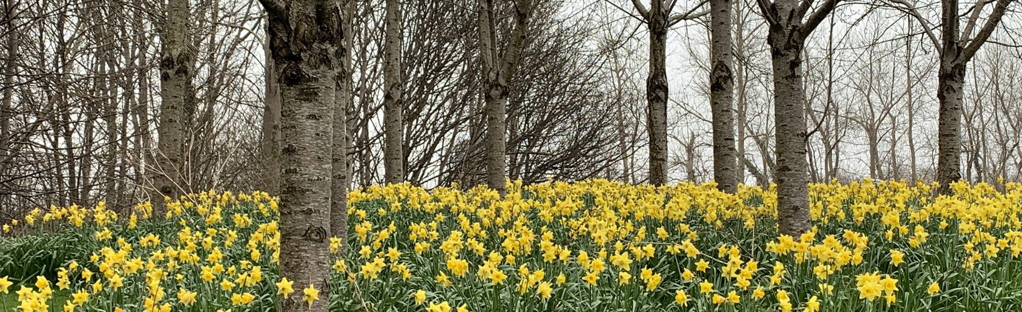 Tymon Park and River Loop: 15 foto's - County Dublin, Ierland ...