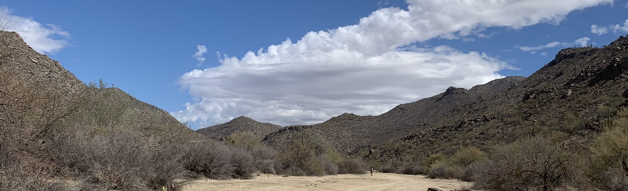 Lower Javelina and Wild Burro Loop Trail - Arizona | AllTrails