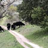 Black Phoebe Trail, California - 40 Reviews, Map | AllTrails